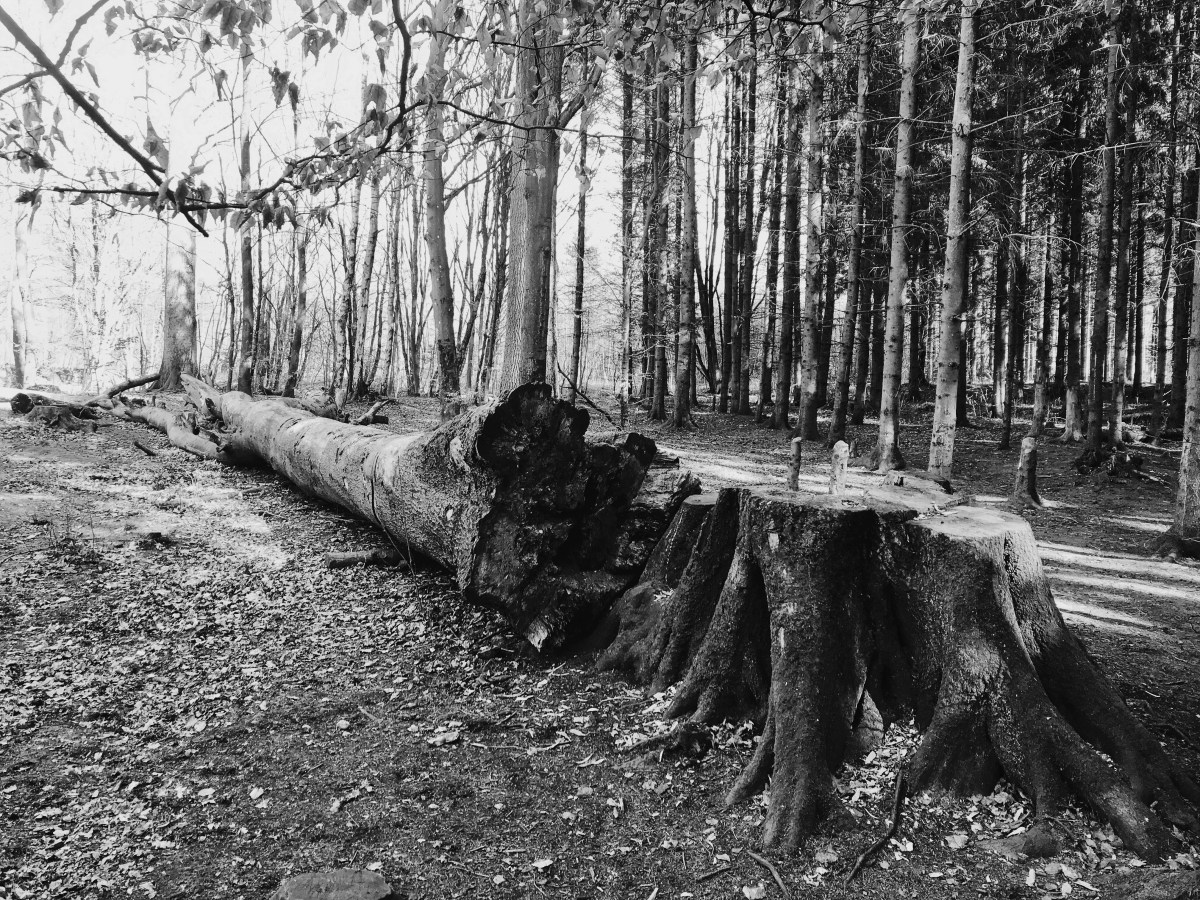 The T-Tour – Navin's Poetry