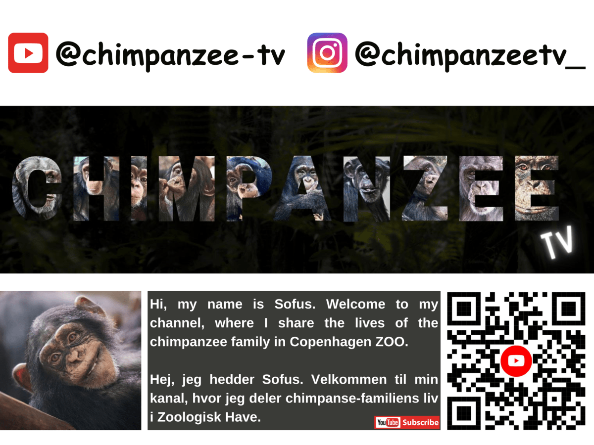 Welcome to CHIMPANZEE TV (My son’s YouTube Channel) – Navin's Poetry
